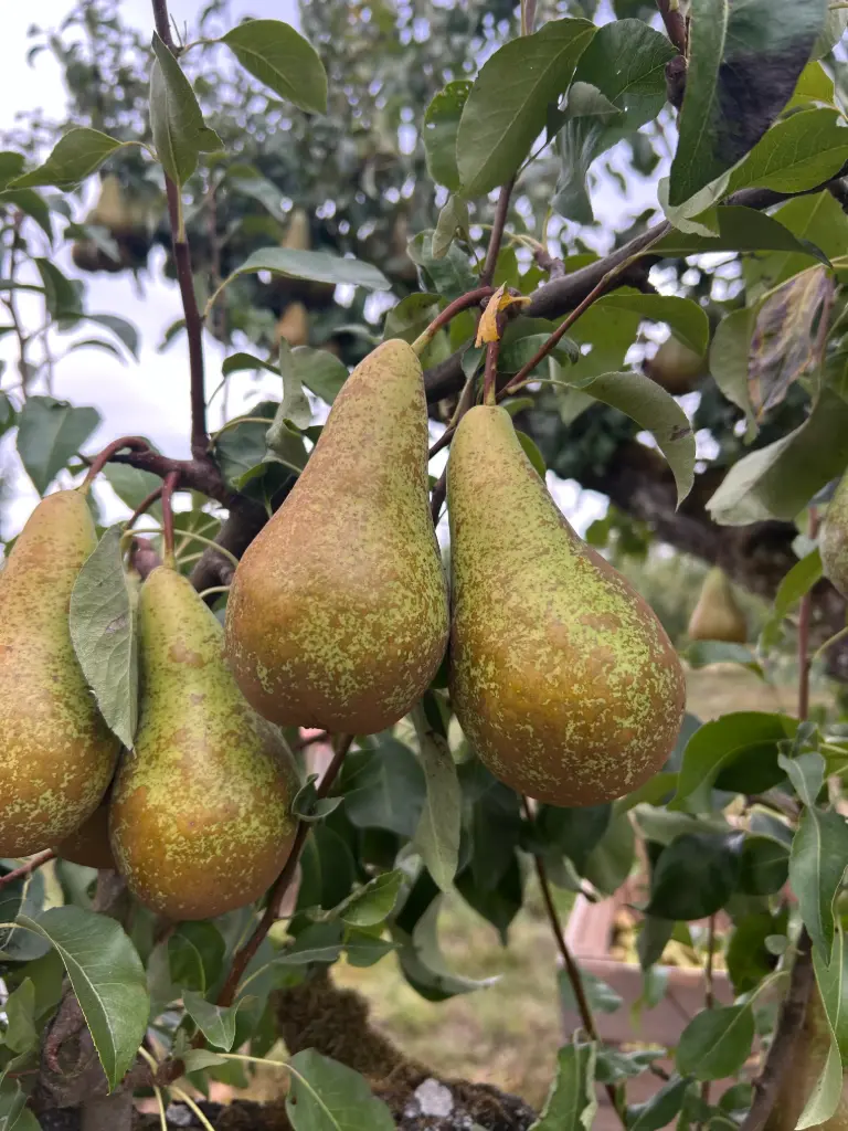 Poire Conférence | LeValdesRoys
